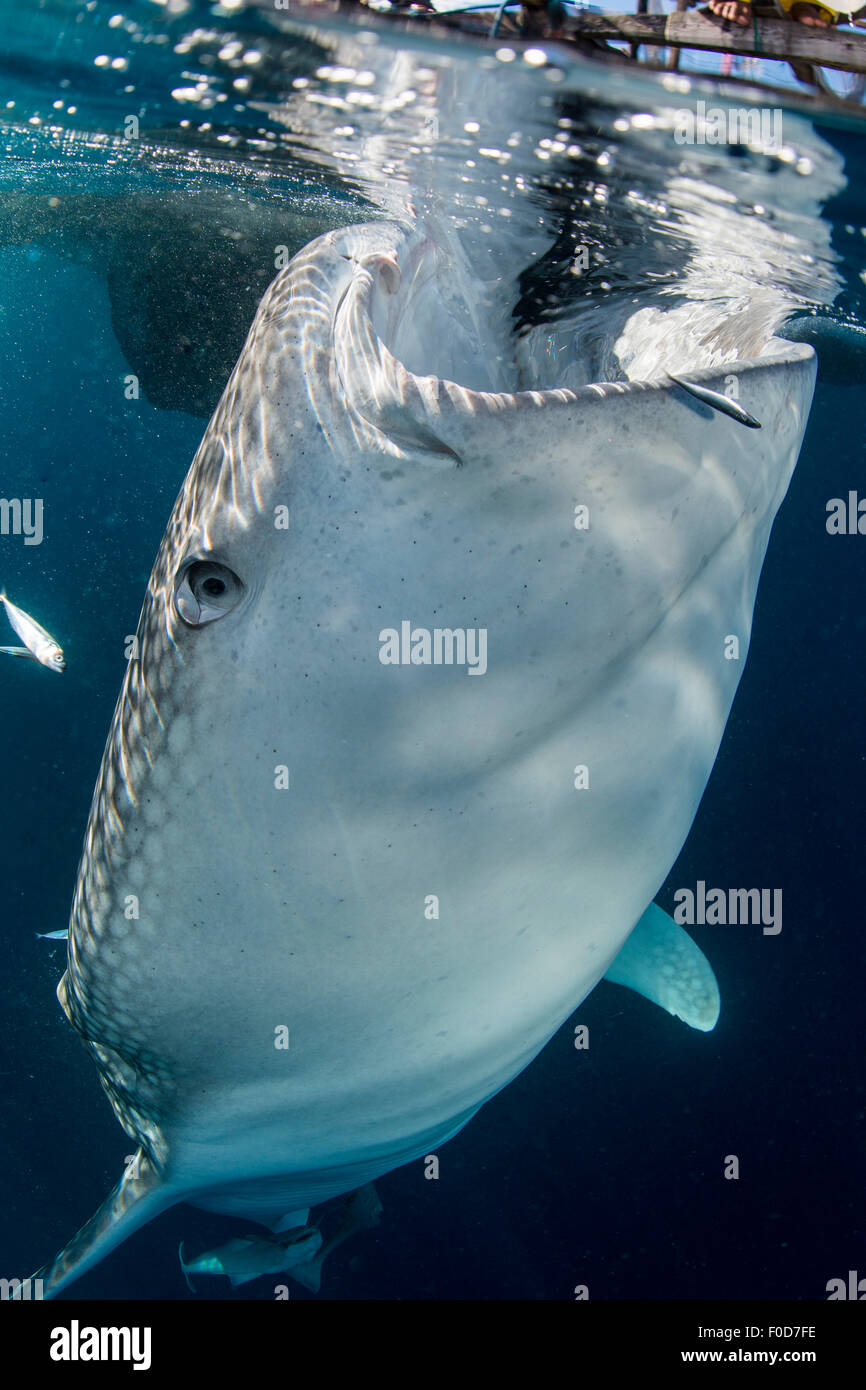 Siphon fish hi-res stock photography and images - Alamy