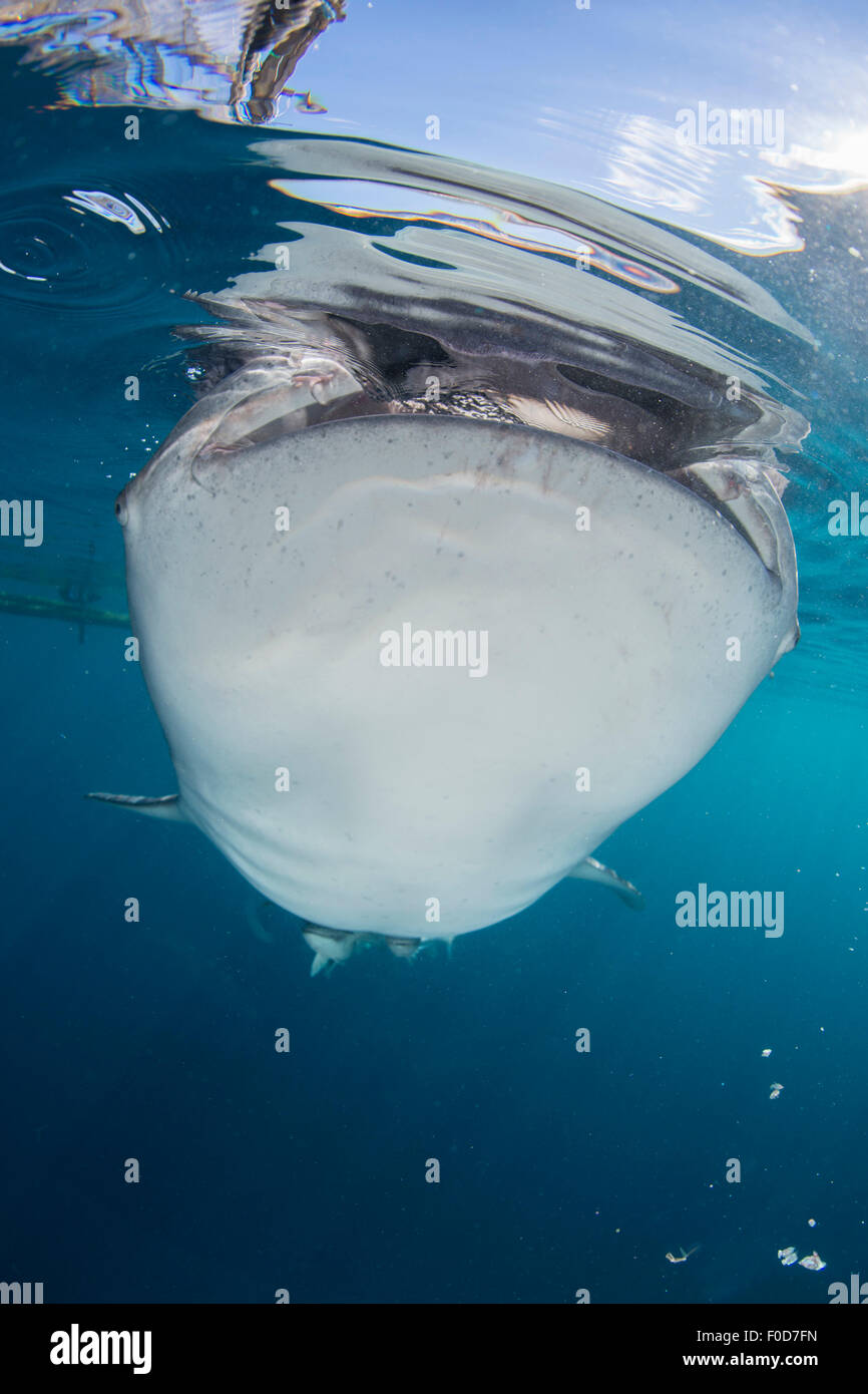 Close-up view of a whale shark breaching the surface, gulping water ...