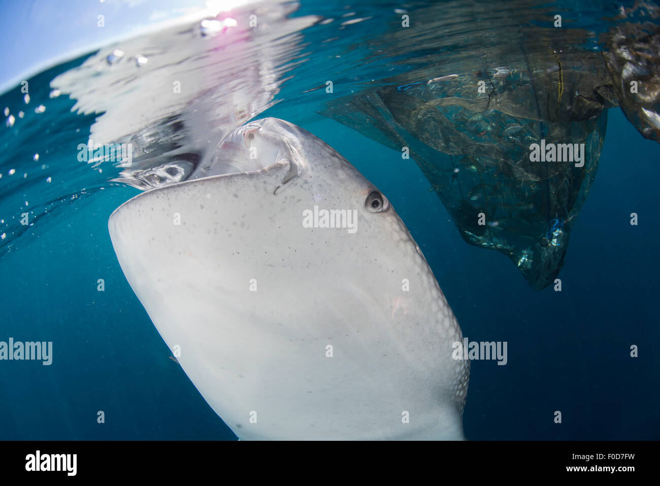 Close-up view of a whale shark breaching the surface, gulping water ...