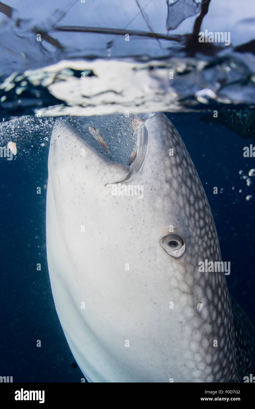 Close-up view of a whale shark breaching the surface, gulping water ...