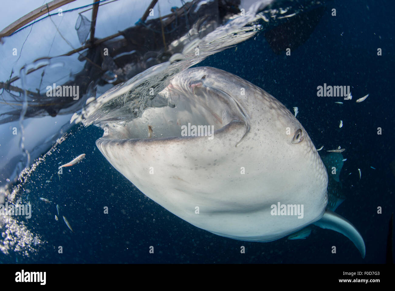 Close-up view of a whale shark breaching the surface, gulping water ...