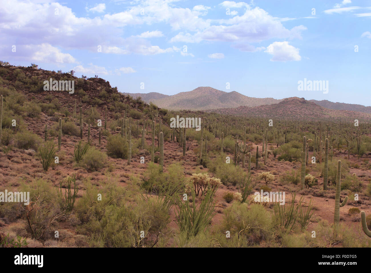 Organ pipe National desert monument on arizona borderlands Stock Photo ...