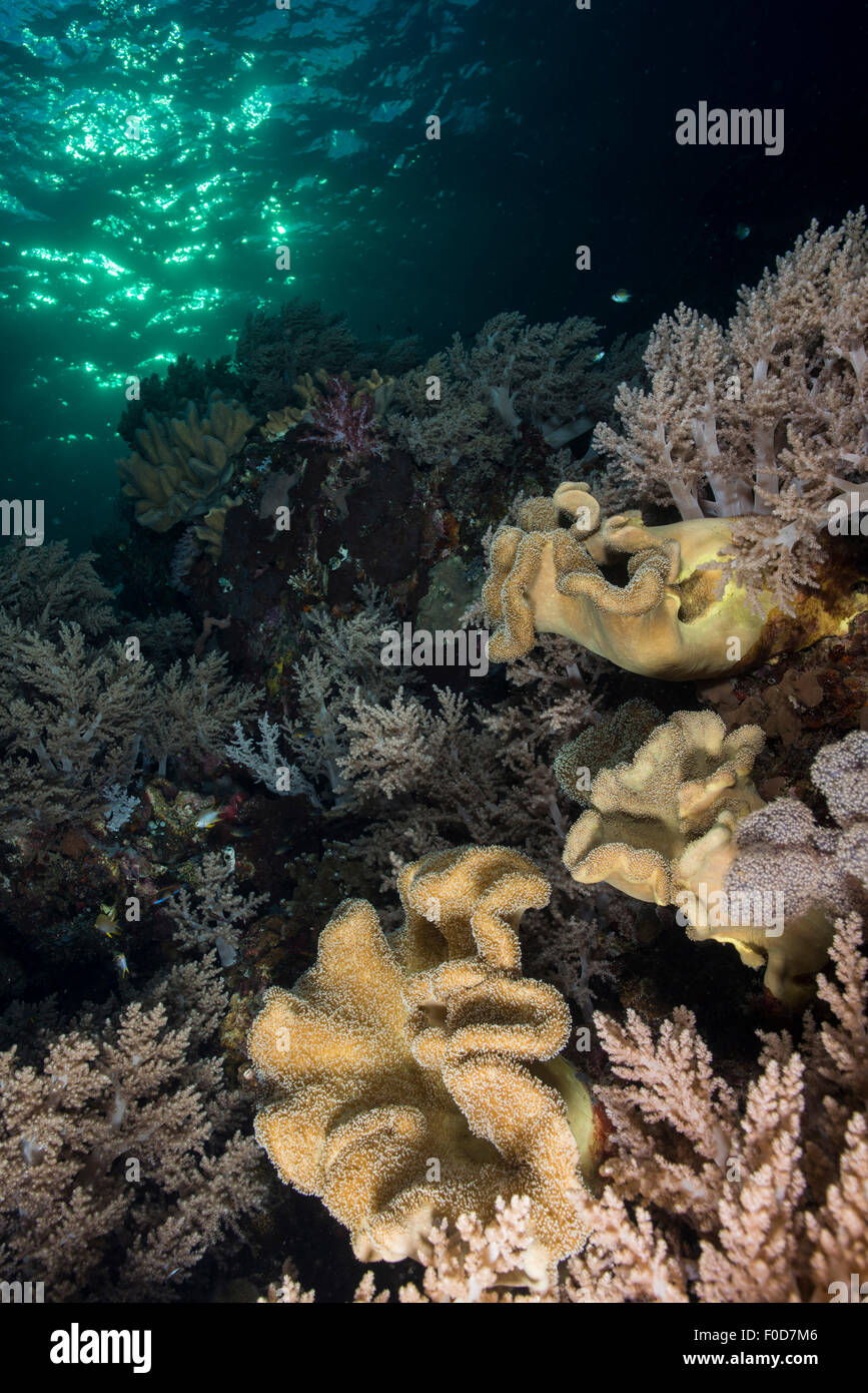 Types Of Aquarium Soft Coral