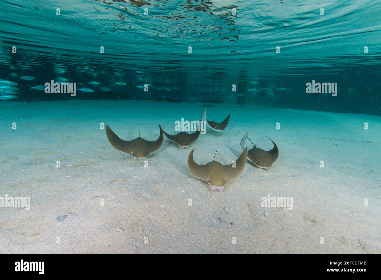 School of cownose ray in formation over white sandy bottom of an ...
