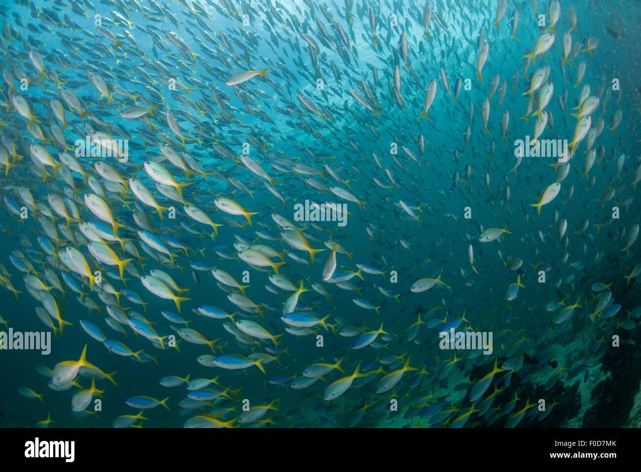 Fusilier fish hi-res stock photography and images - Alamy