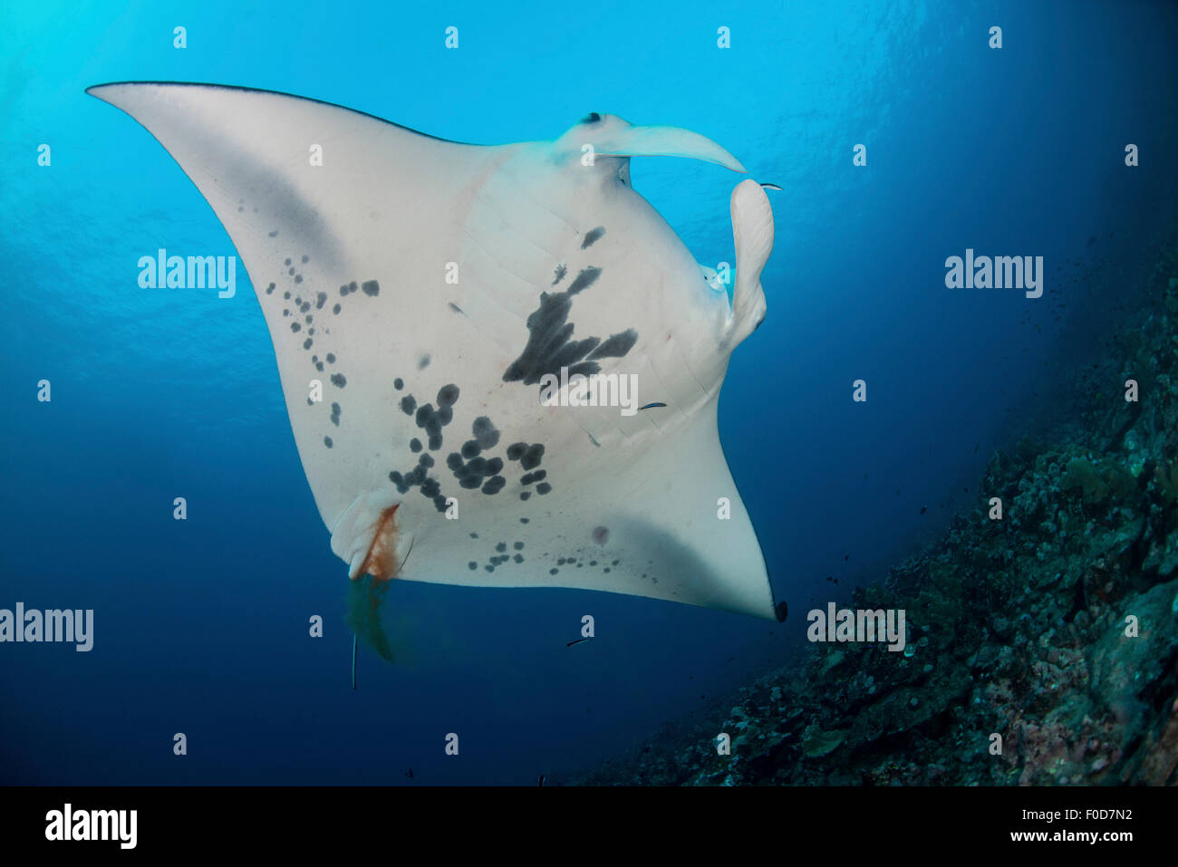 Massive white-bellied reef manta ray defecating, Marquesas, French ...
