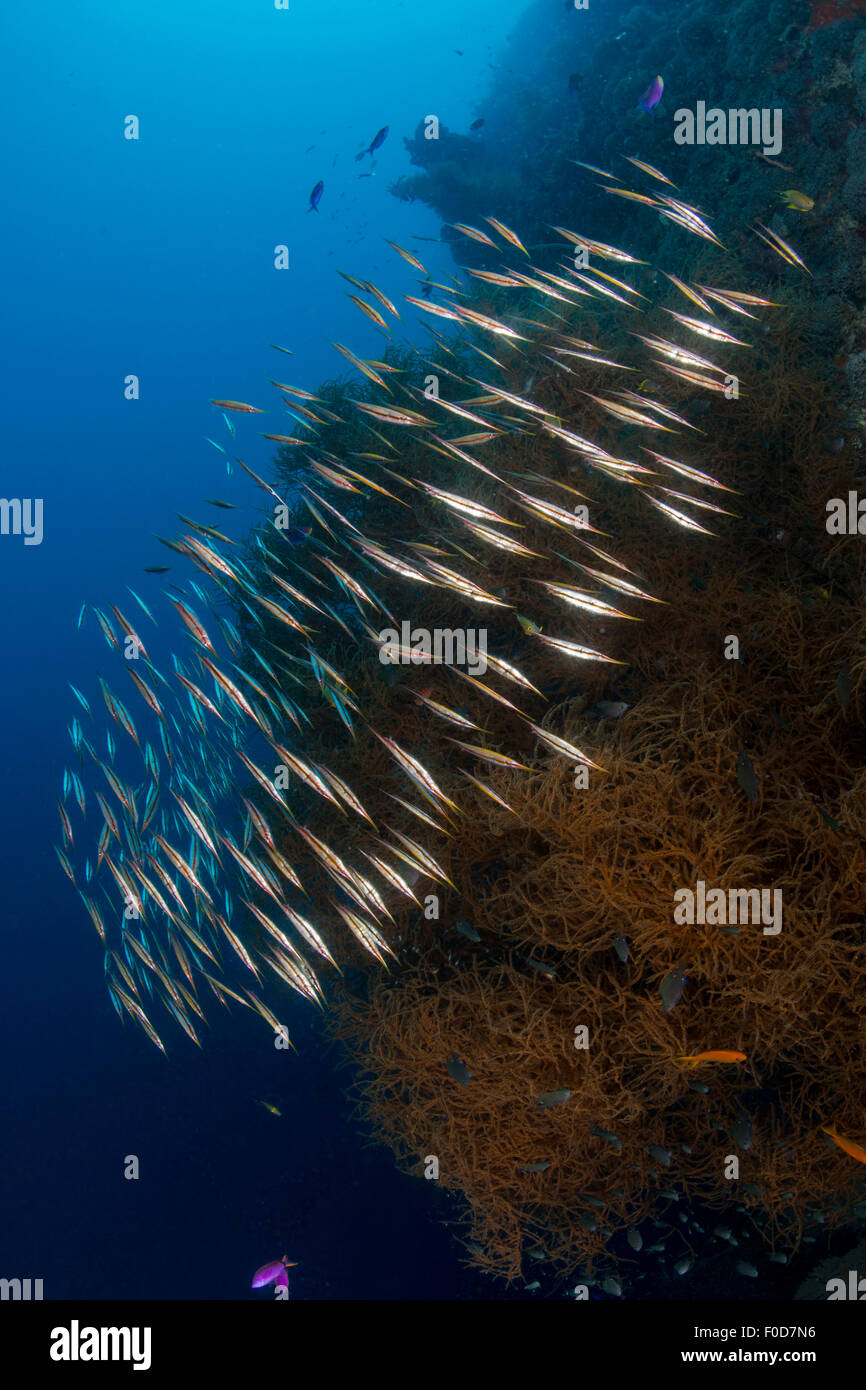Large school of razorfish swimming over orange brown black coral bush ...