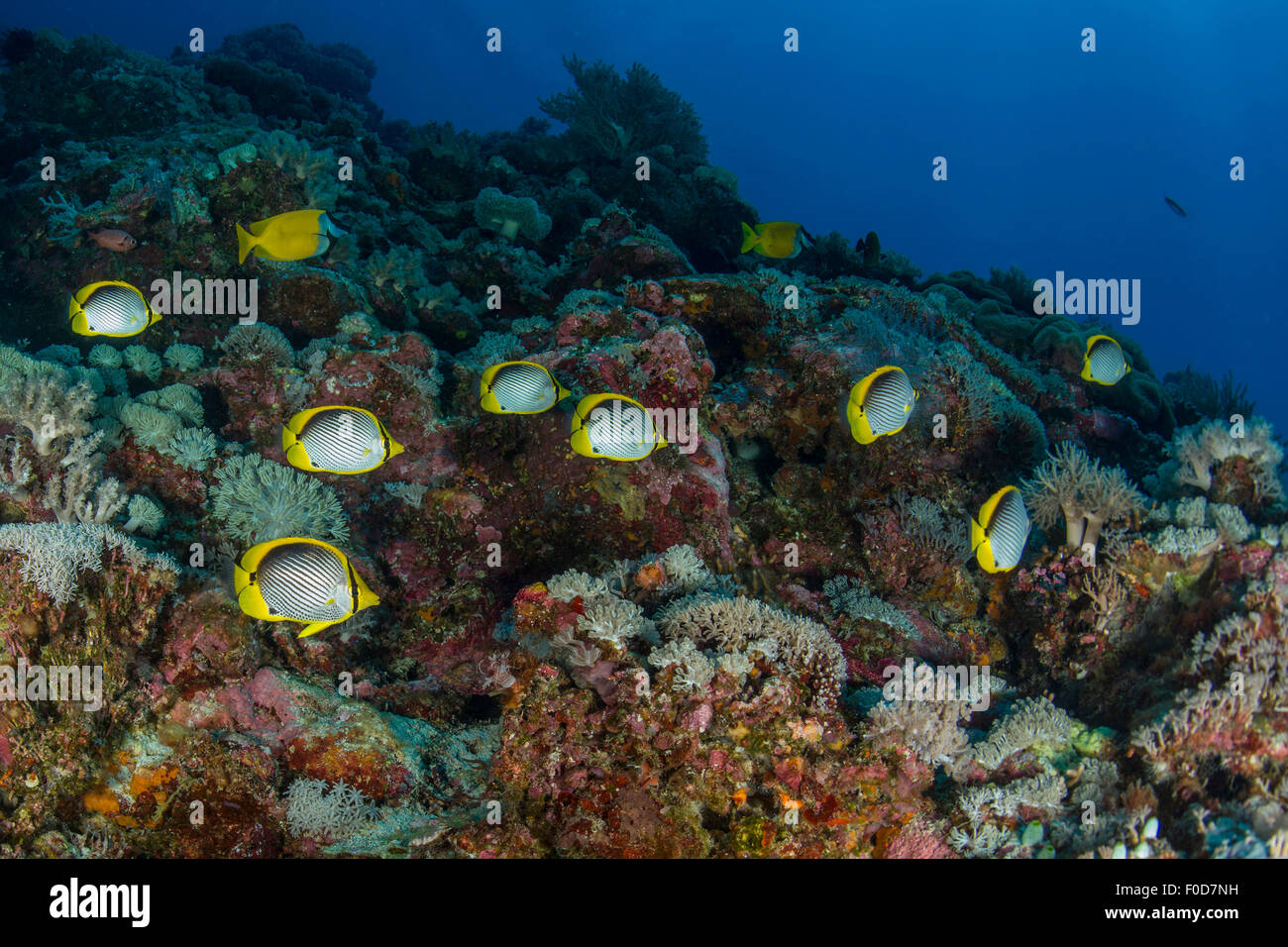 Rabbit fish hi-res stock photography and images - Alamy