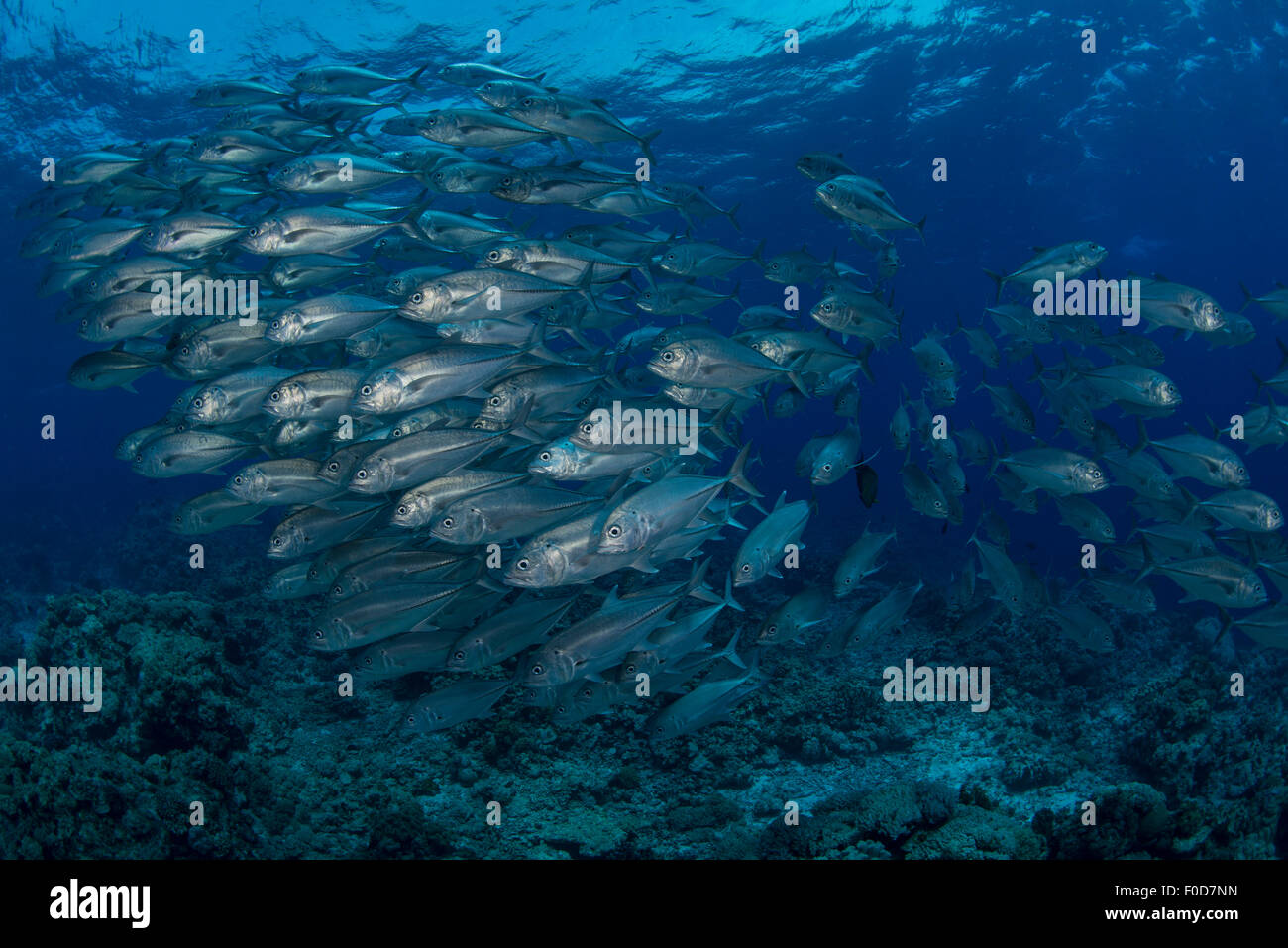 School of silver jacks or trevally fish, Spratly Islands, Malaysia ...