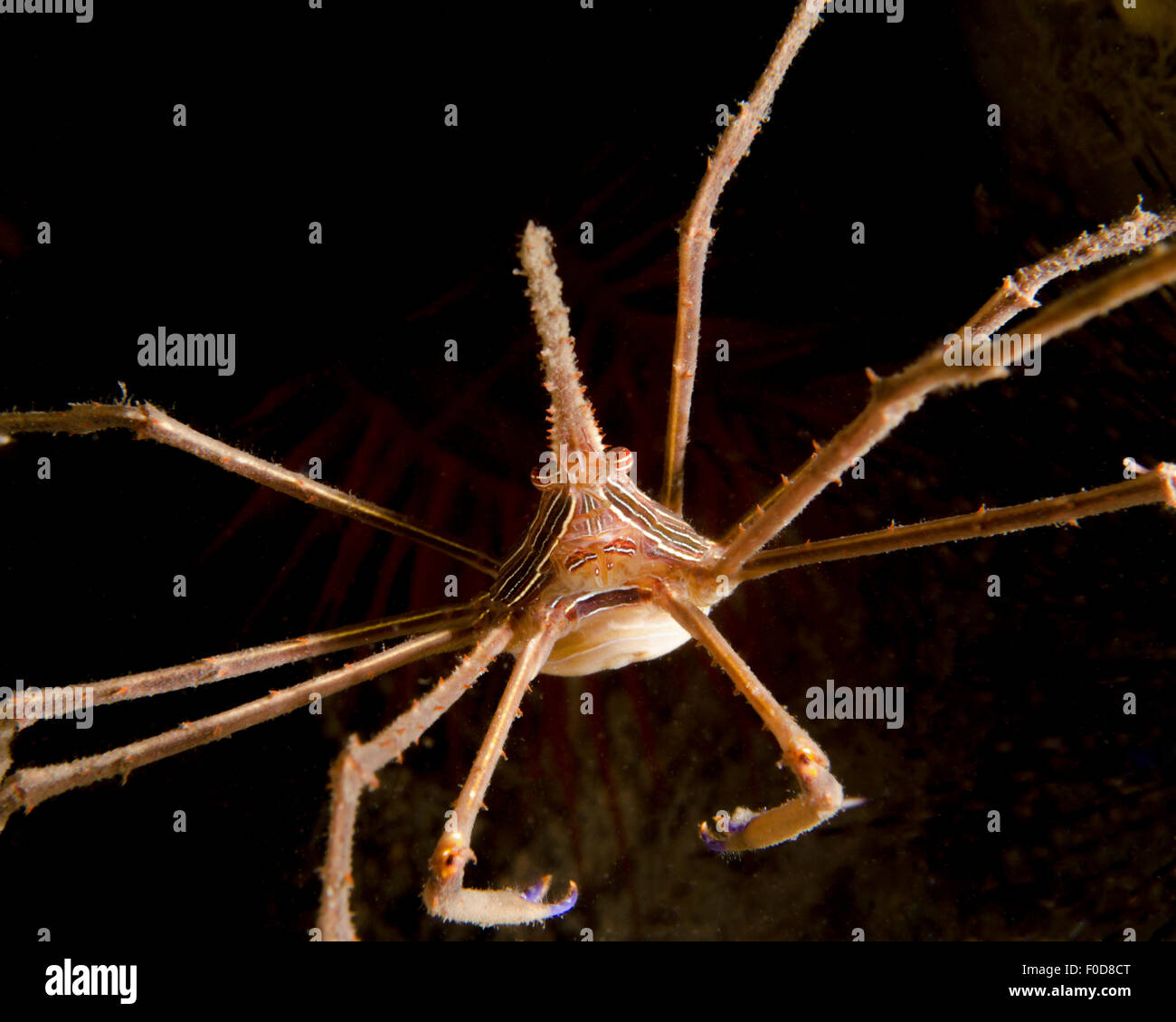 Arrow crab hi-res stock photography and images - Alamy
