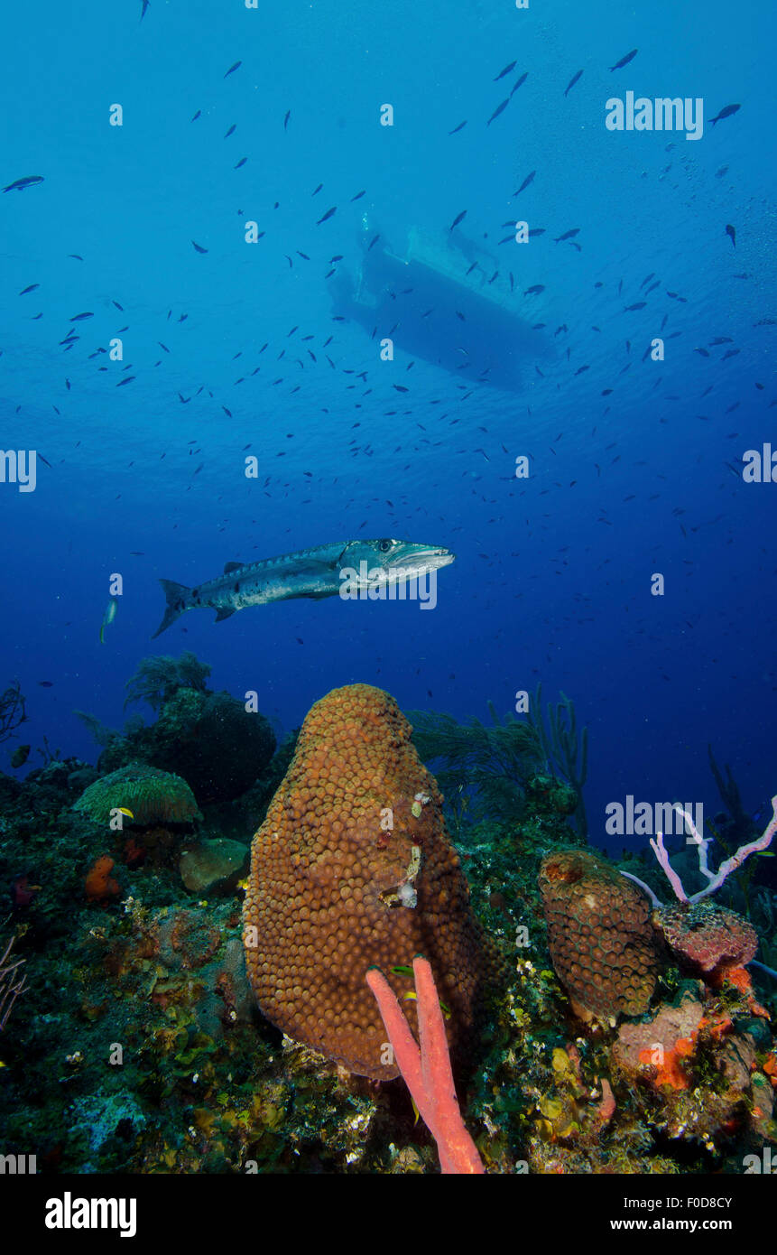 A barracuda swims amongst coral reef, with boat overhead, French Cay ...
