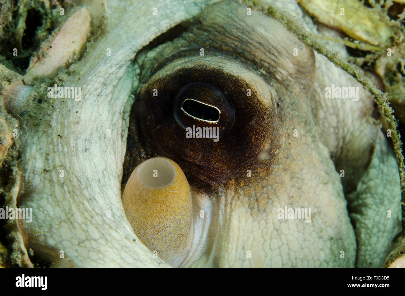 Close encounter with common octopus, West Palm Beach Florida Stock ...