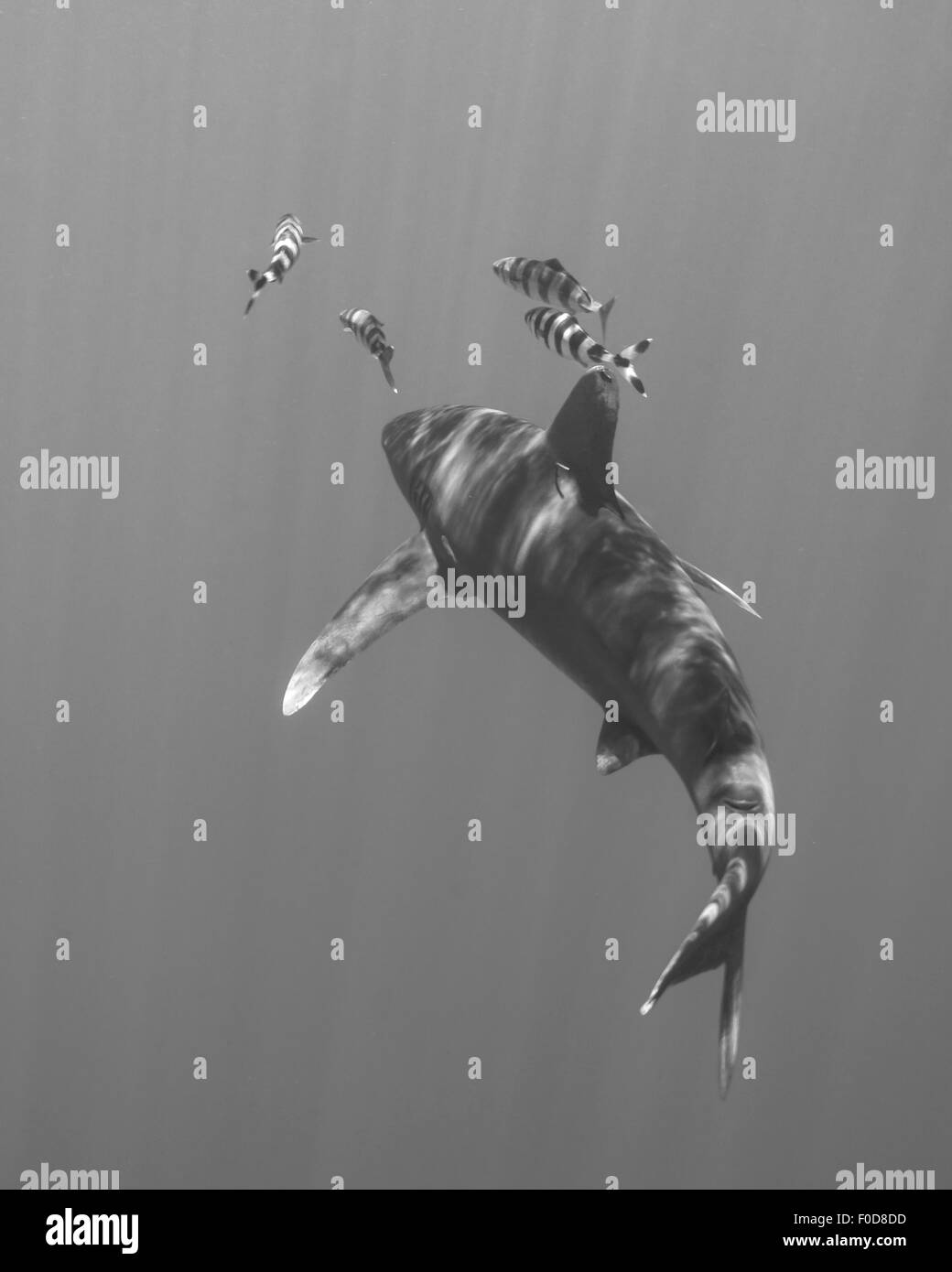 Oceanic whitetip shark chasing a group of fish, Cat Island, Bahamas ...