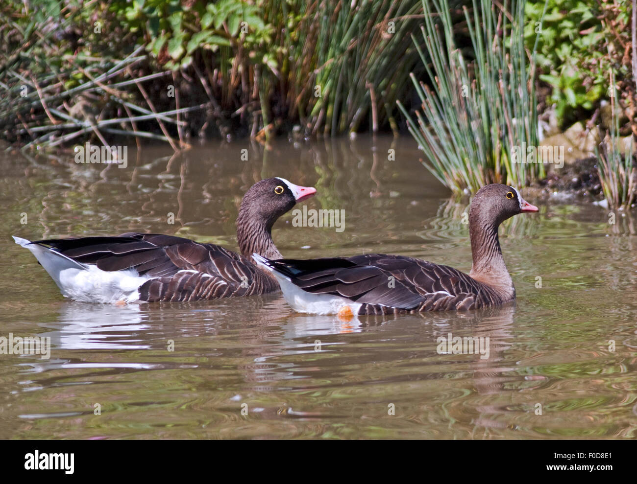 Pair lesser white fronted geese anser hi-res stock photography and ...