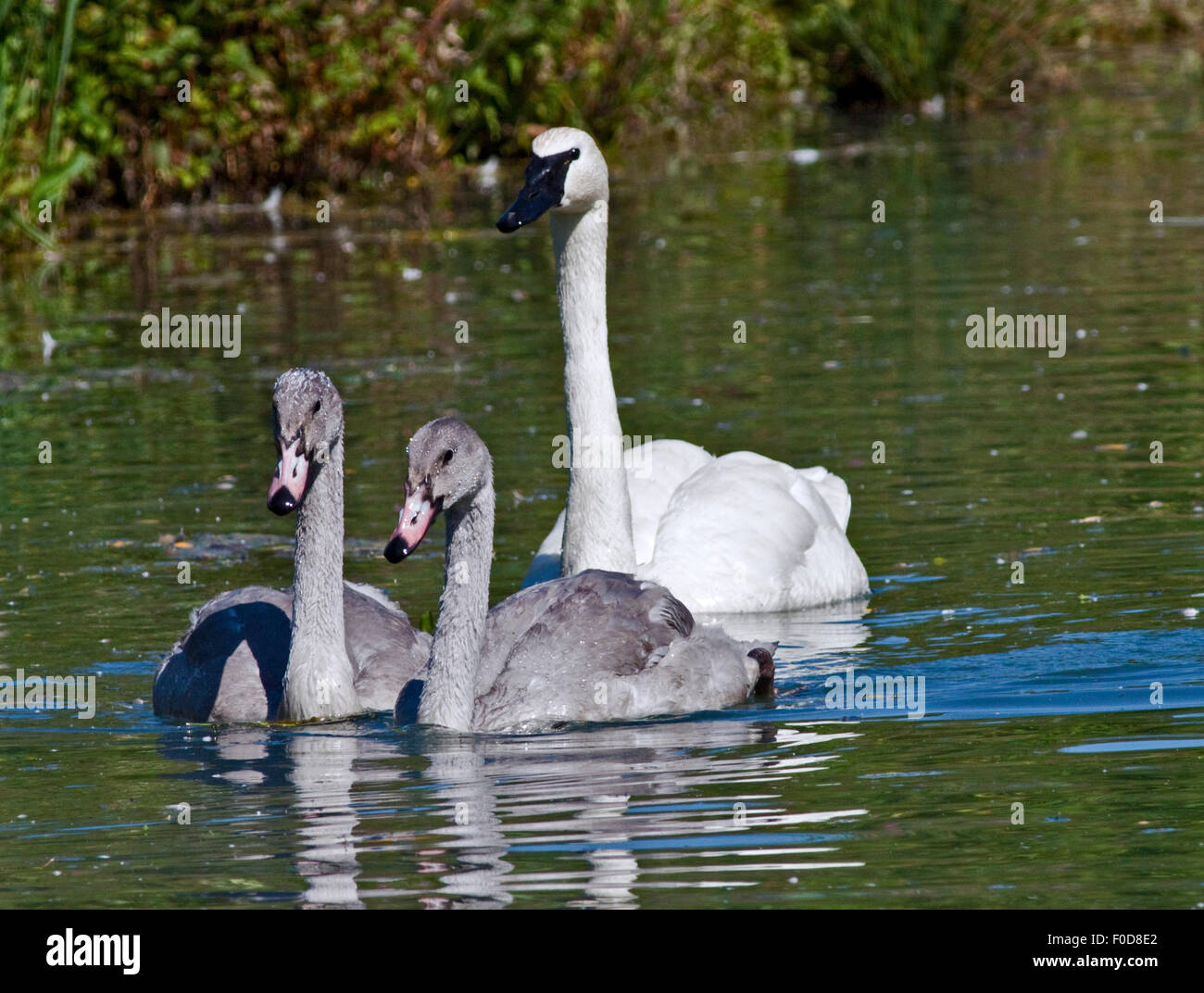 Adult and Juvenile Trumpeter Swans (cygnus buccinator Stock Photo - Alamy