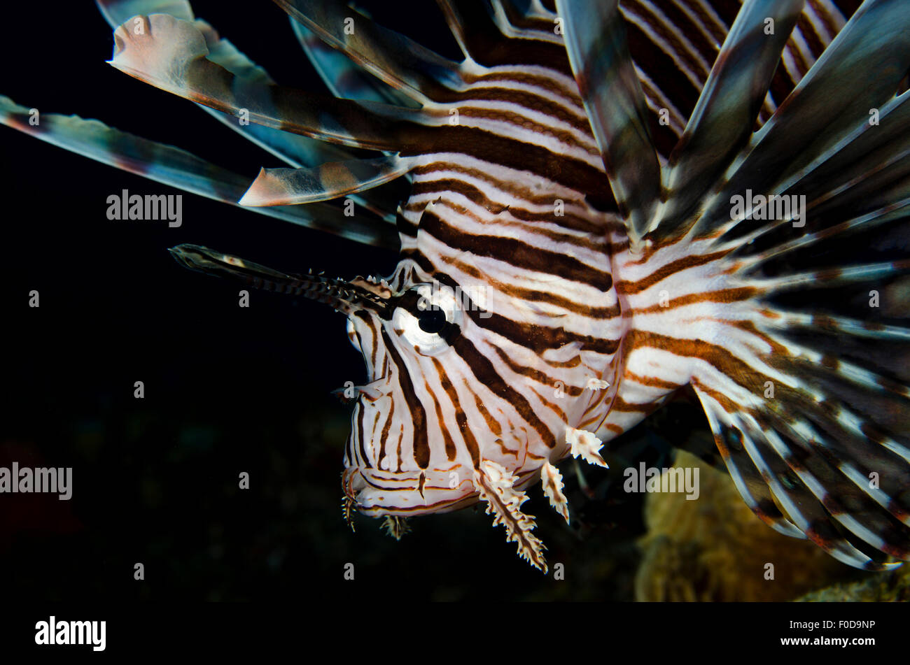 Close-up view of a lionfish, Curacao Stock Photo - Alamy