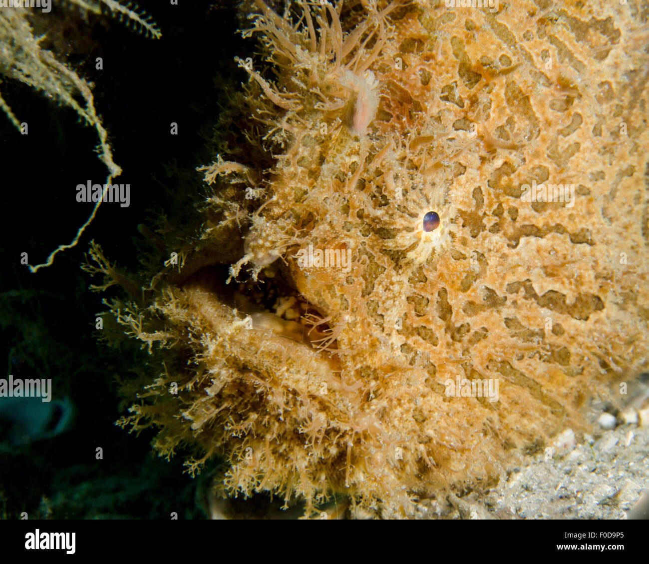 Striated anglerfish hi-res stock photography and images - Alamy