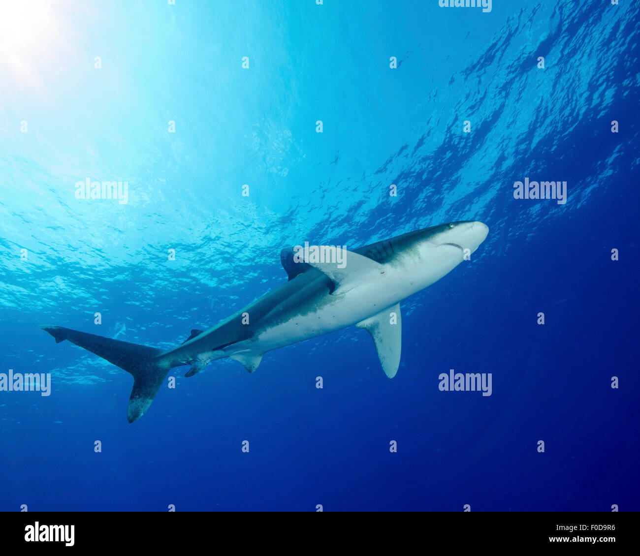 Shark underside hi-res stock photography and images - Alamy