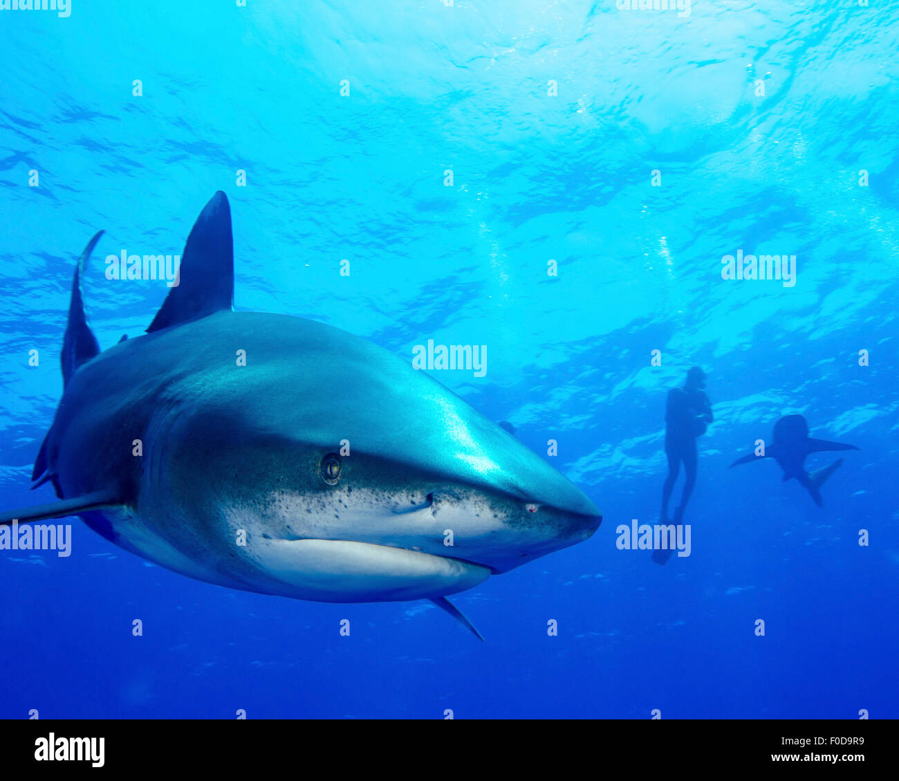 Cat sharks hi-res stock photography and images - Alamy