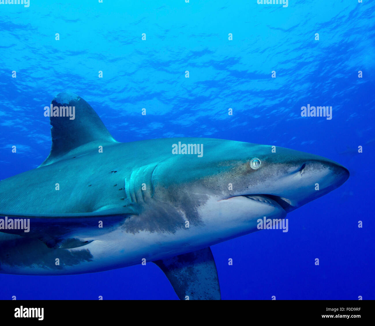 Close-up side view of an oceanic whitetip shark, Cat Island, Bahamas ...