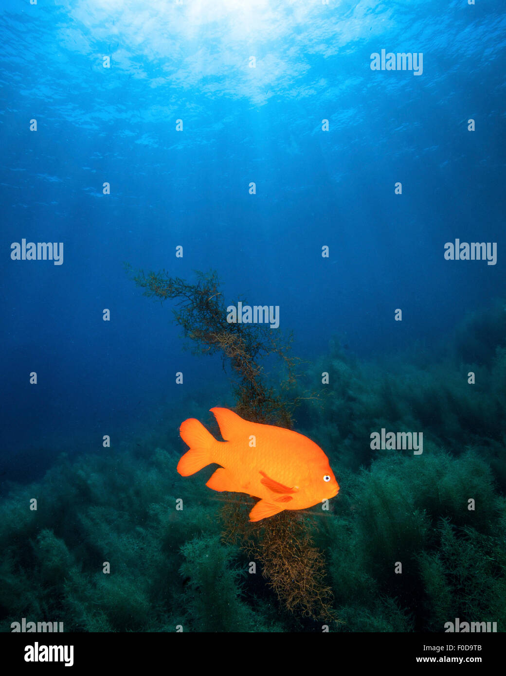 Sunrays shining on a Garibaldi damselfish, Catalina Island, California ...