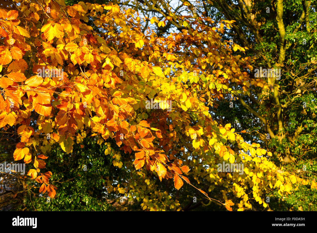 Autumn beach leaves Stock Photo - Alamy