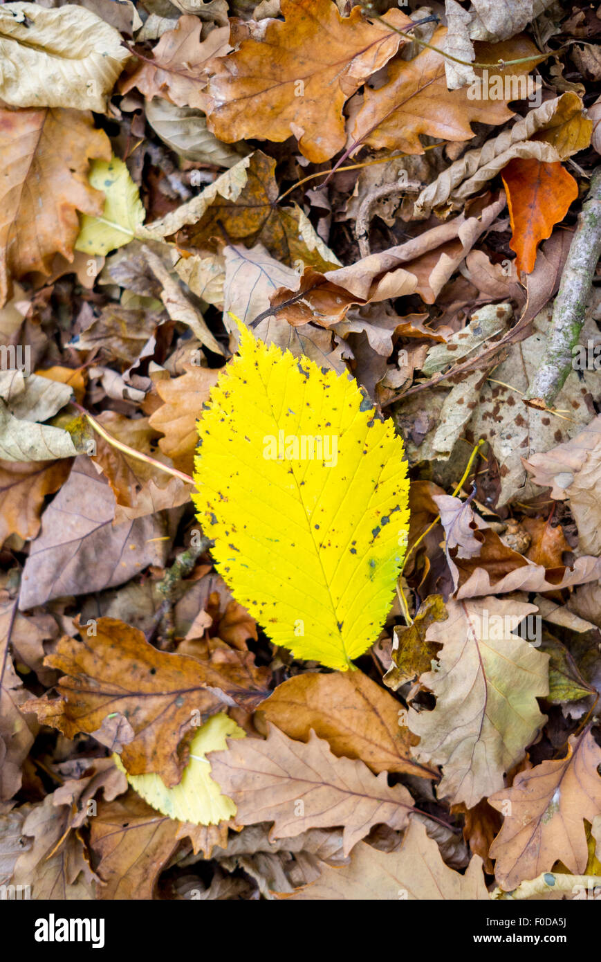 Autumn beach leaves Stock Photo - Alamy
