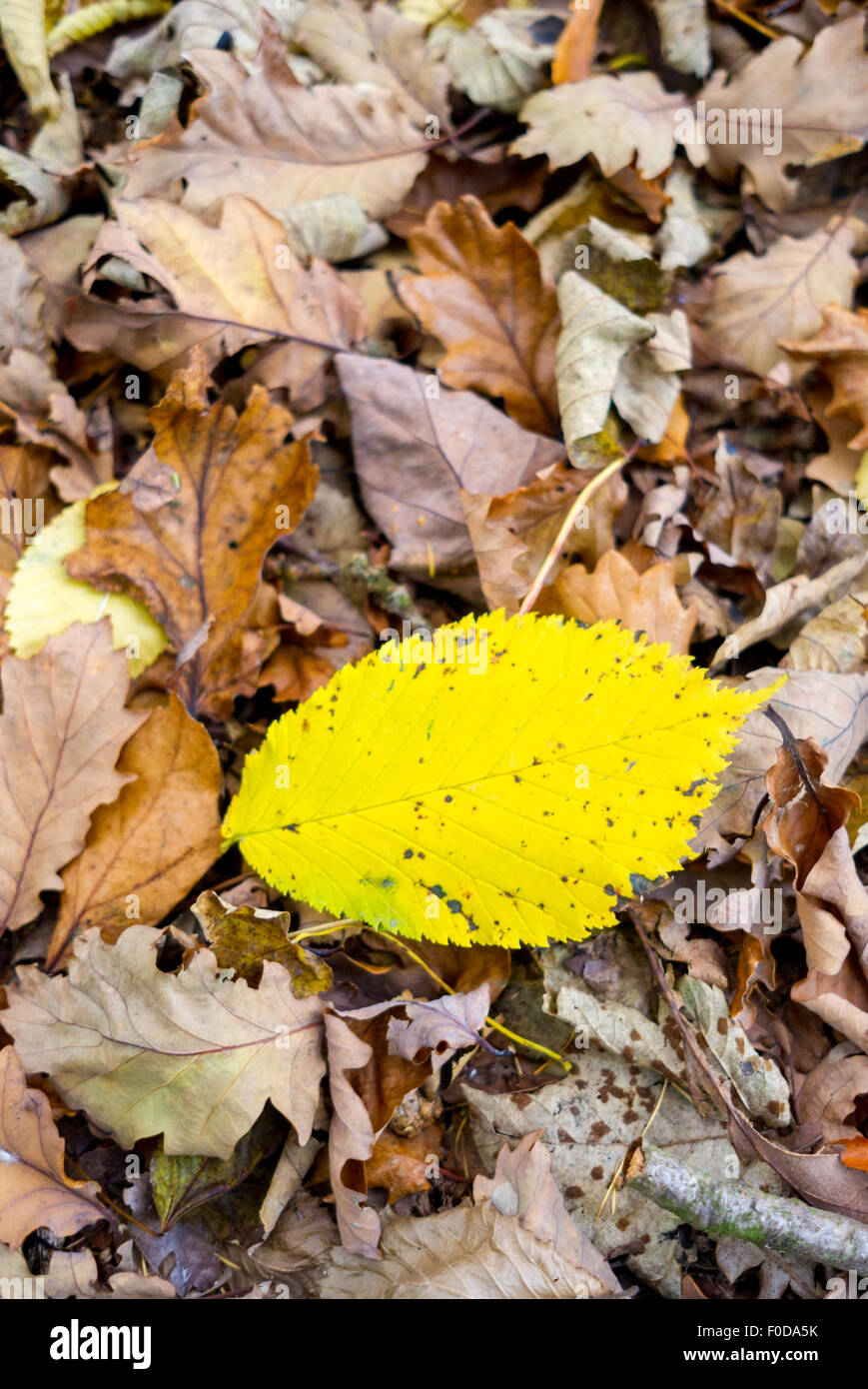 Autumn beach leaves Stock Photo - Alamy