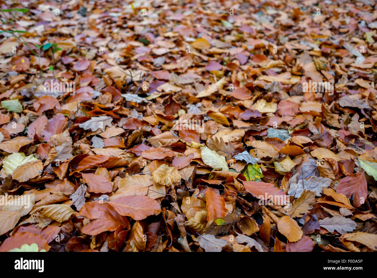 Autumn beach leaves Stock Photo - Alamy