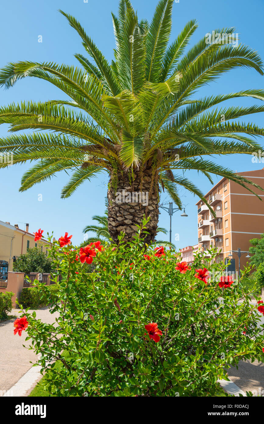 Red tropical flower hibiscus and palm tree on the background Stock ...