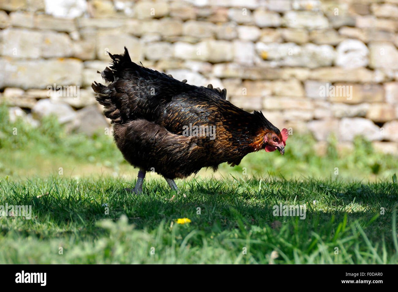 Brown chicken standing in grass Stock Photo - Alamy