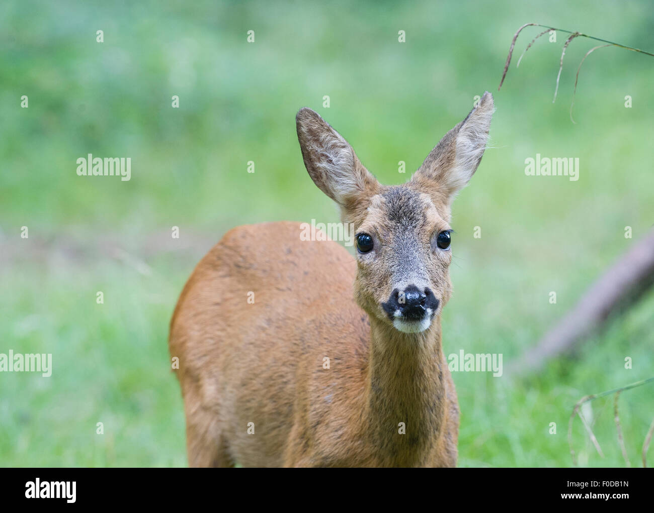 Roe deer capreolus capreolus hi-res stock photography and images - Alamy