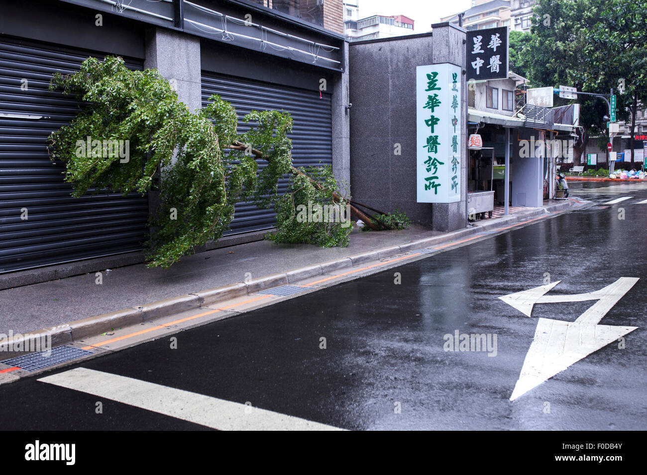 Aftermath of heavy winds hi-res stock photography and images - Alamy