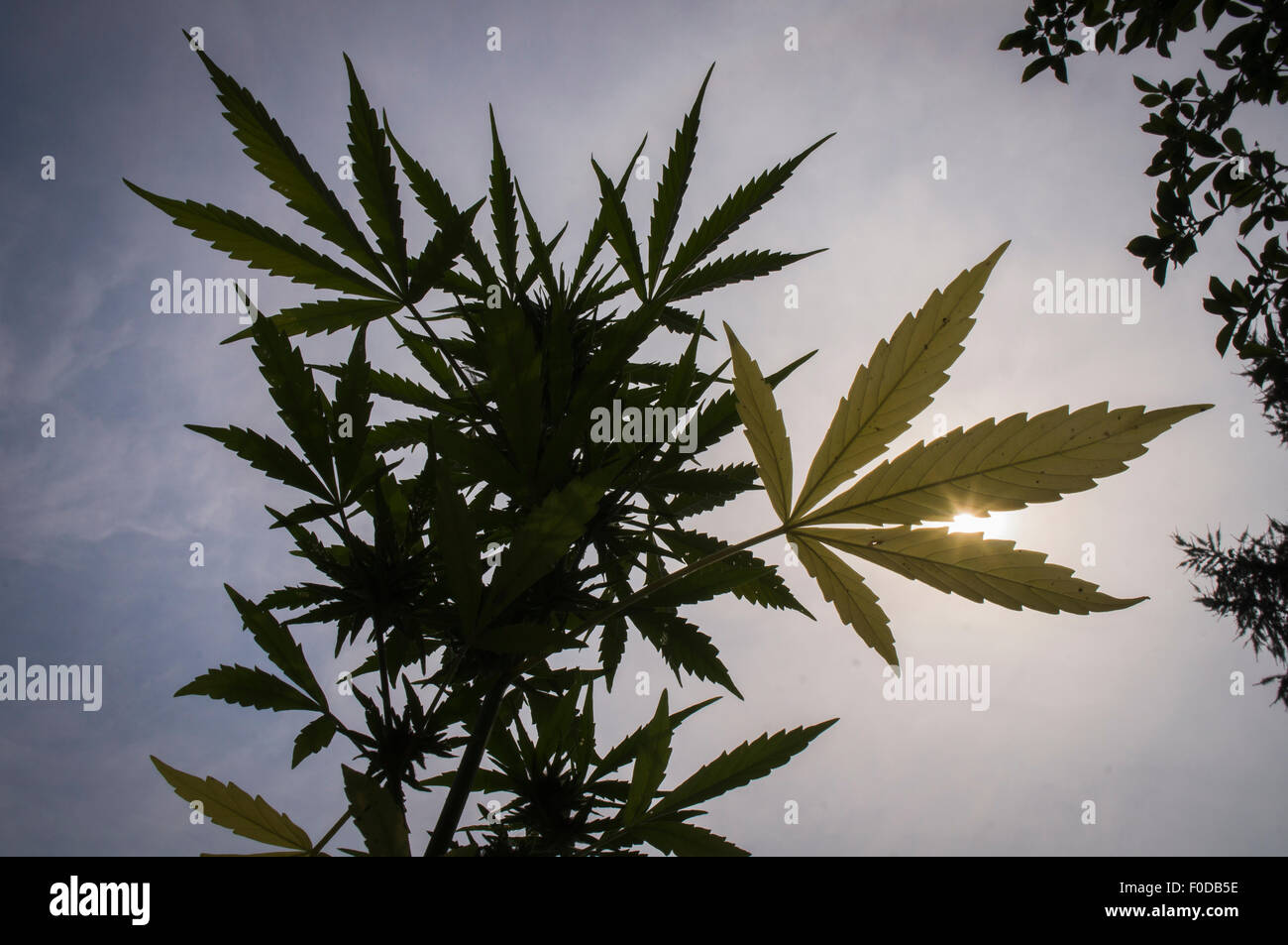 Cannabis sativa, indica, marihuana, hemp, ganja, plant Stock Photo - Alamy