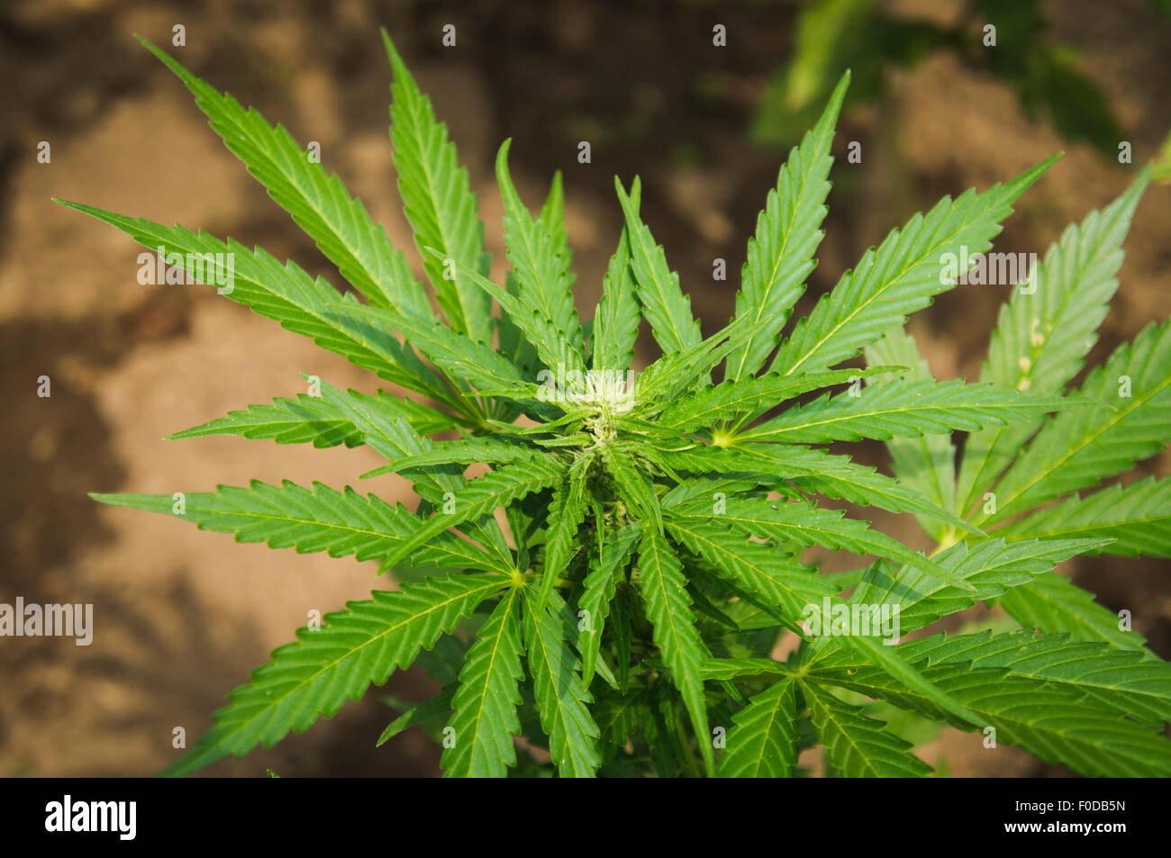 Cannabis sativa, indica, marihuana, hemp, ganja, plant Stock Photo - Alamy