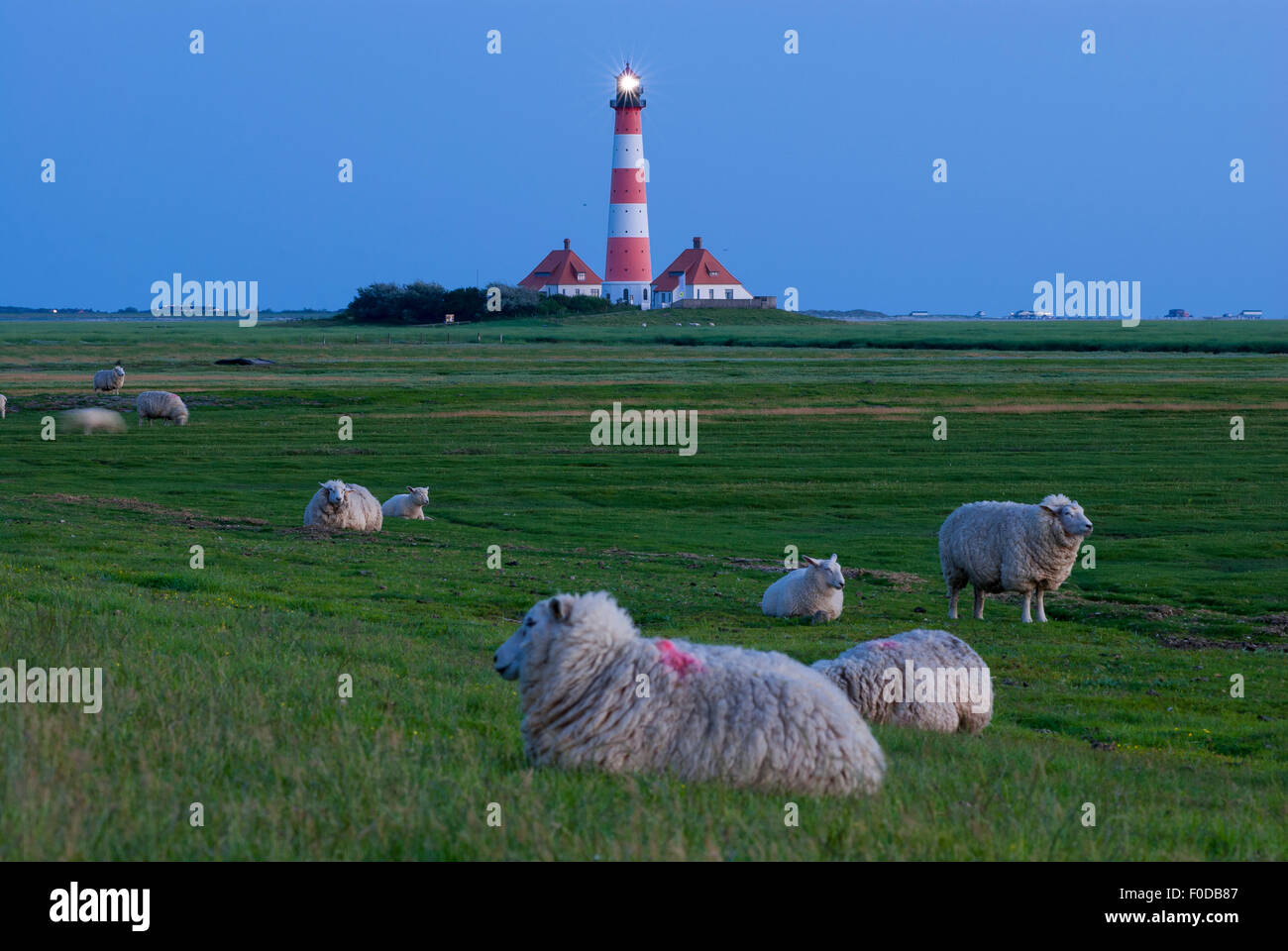 Westerhever lighthouse in the evening, sheep on the meadow ...