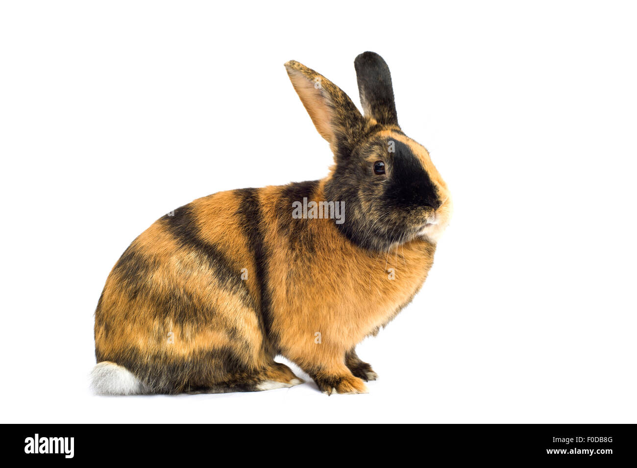 Japanese Harlequin Rabbit