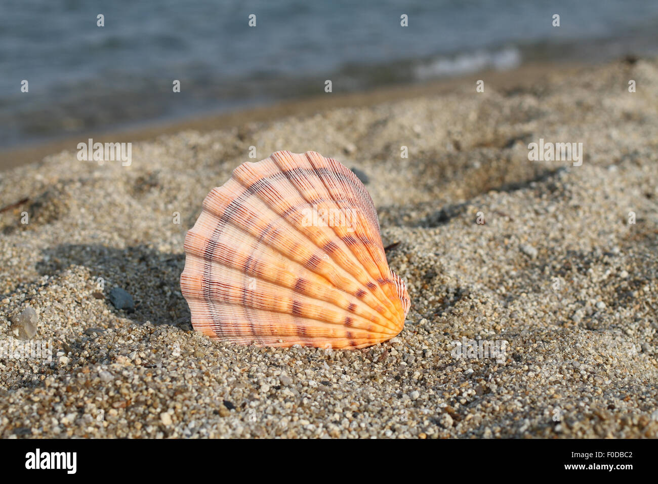 Big orange sea shell on sea shore Stock Photo - Alamy