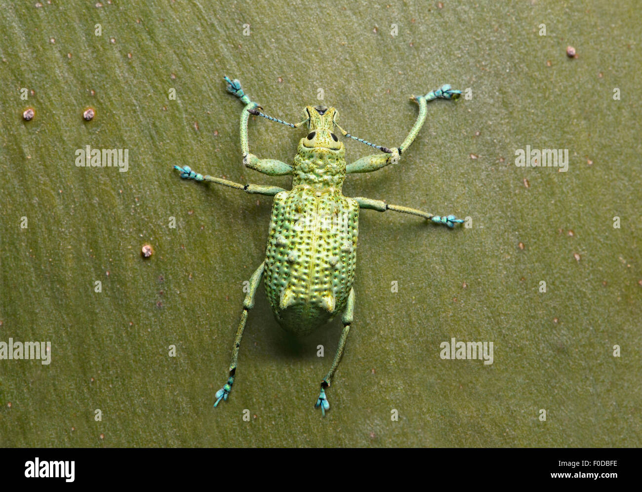 Weevil (Curculionidae) on the smooth bark of a Capirona (Calycophyllum ...