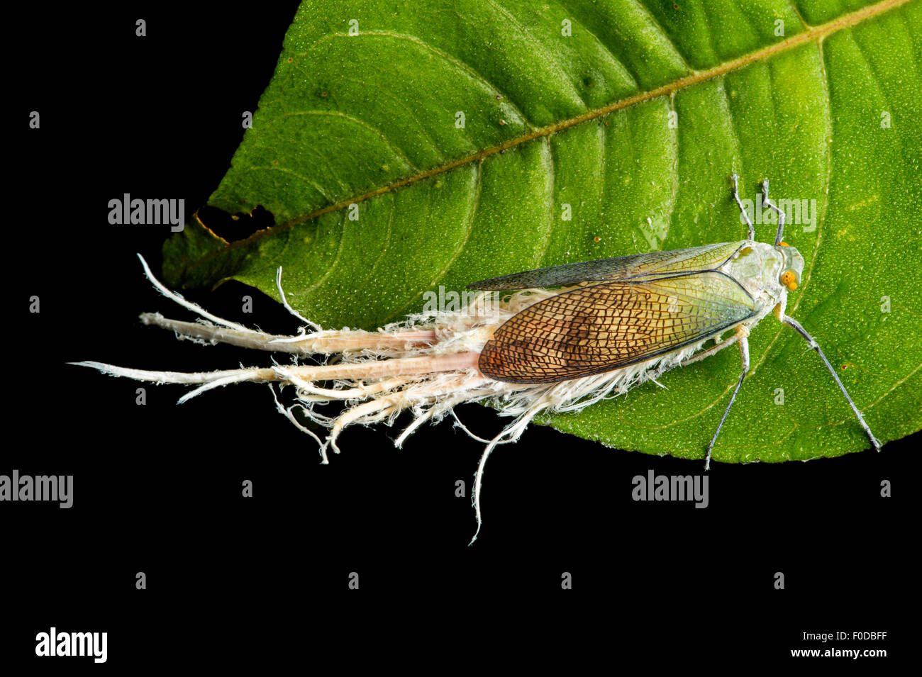 Fulgoridae hi-res stock photography and images - Alamy