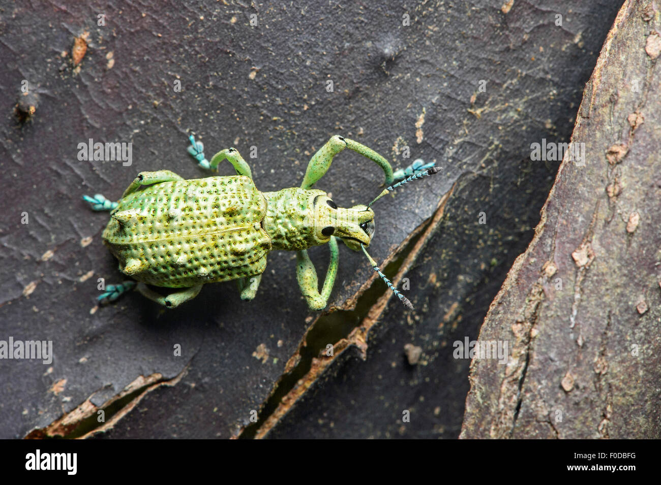 Weevil (Curculionidae) on the smooth bark of a Capirona (Calycophyllum ...
