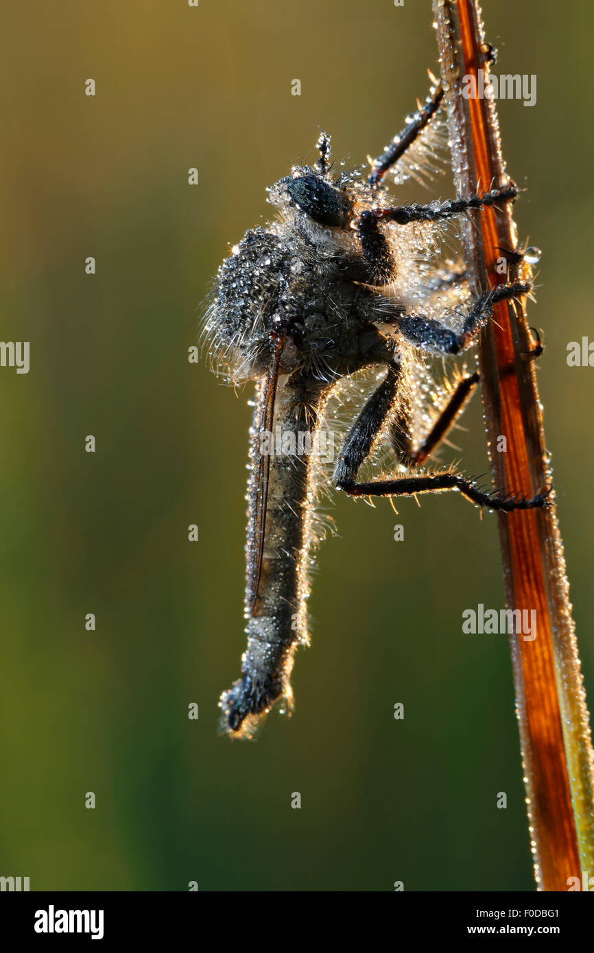 Robberfly machimus rusticus hi-res stock photography and images - Alamy