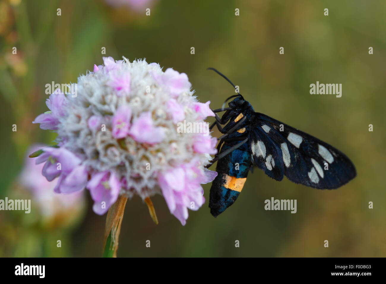 Nine-spotted moth (Amata phegea) male, side view, sitting on a flower ...