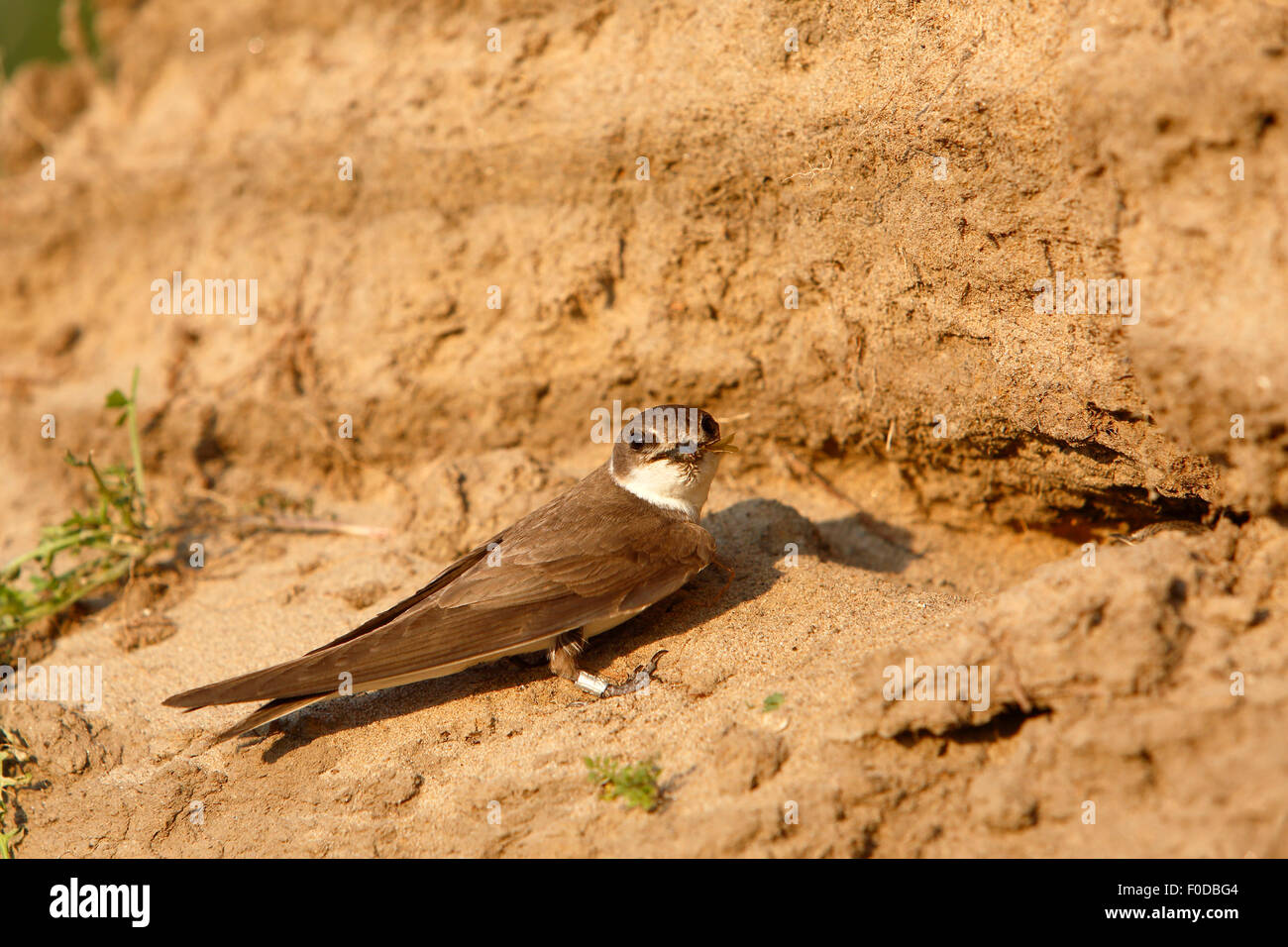 Sand martin nest hole hi-res stock photography and images - Alamy
