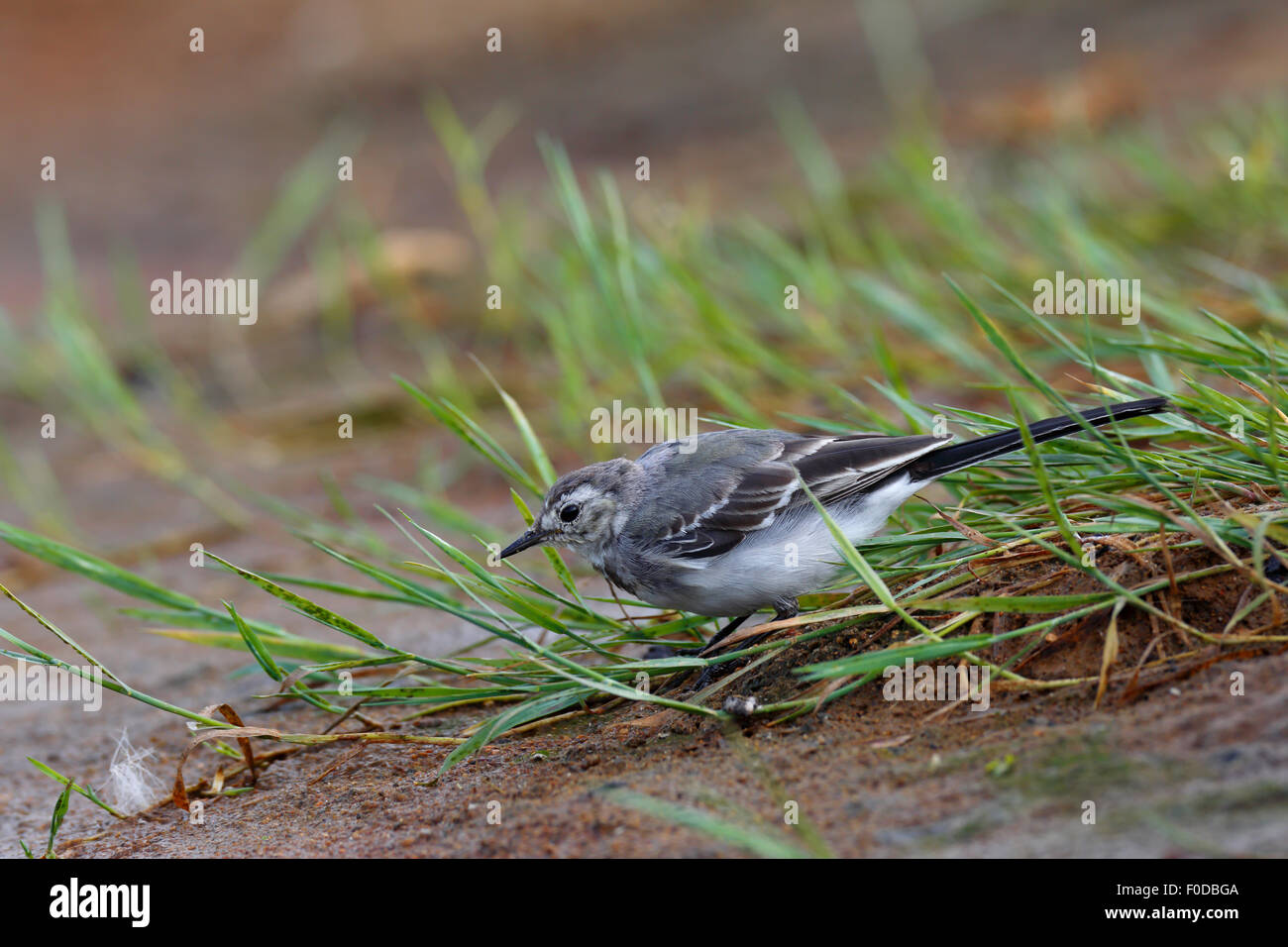 Juvenile white wagtail hi-res stock photography and images - Alamy
