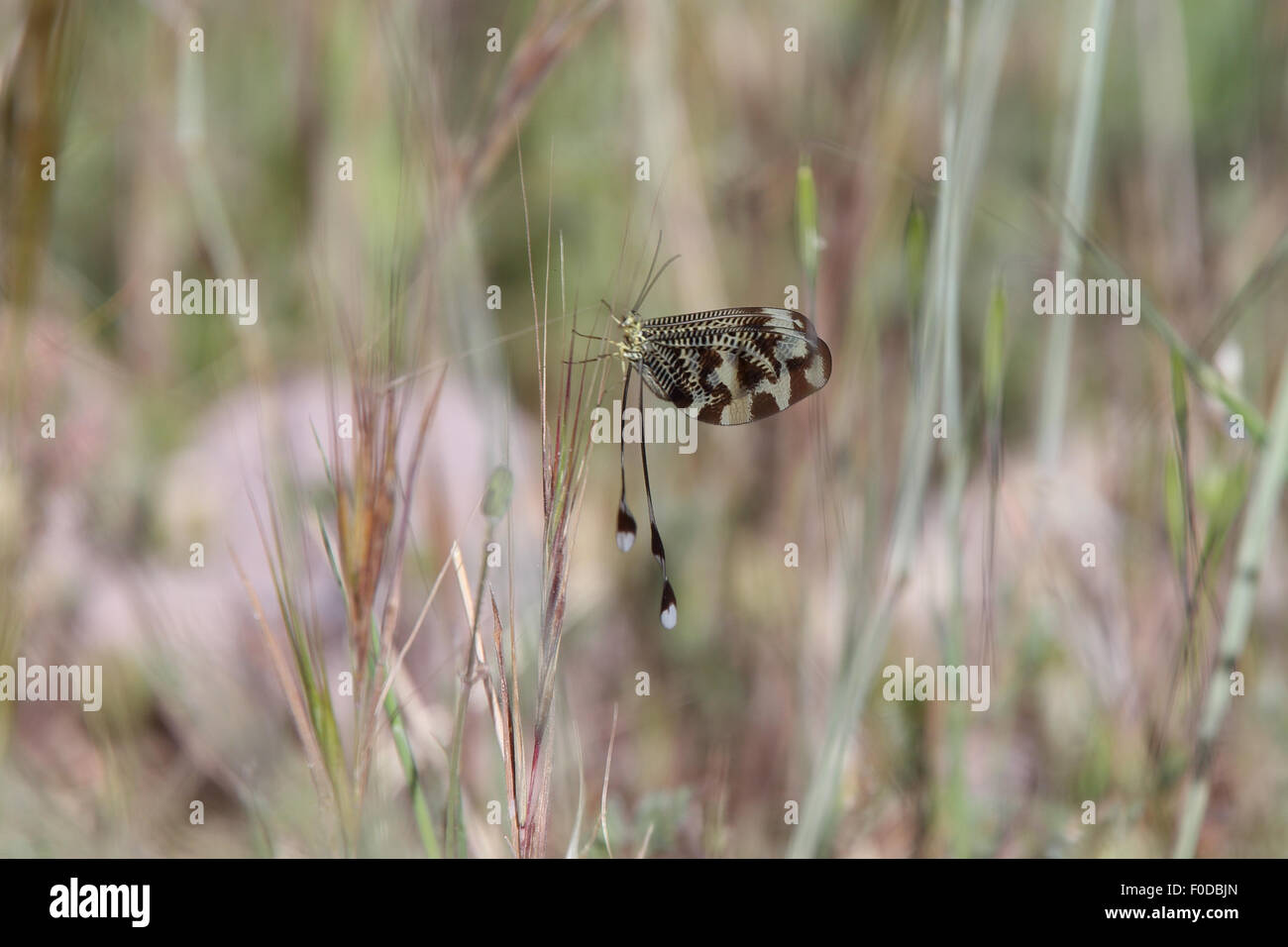 Spoonwing lacewing Thread-winged Antlion (Nemoptera sinuata), Sierra ...