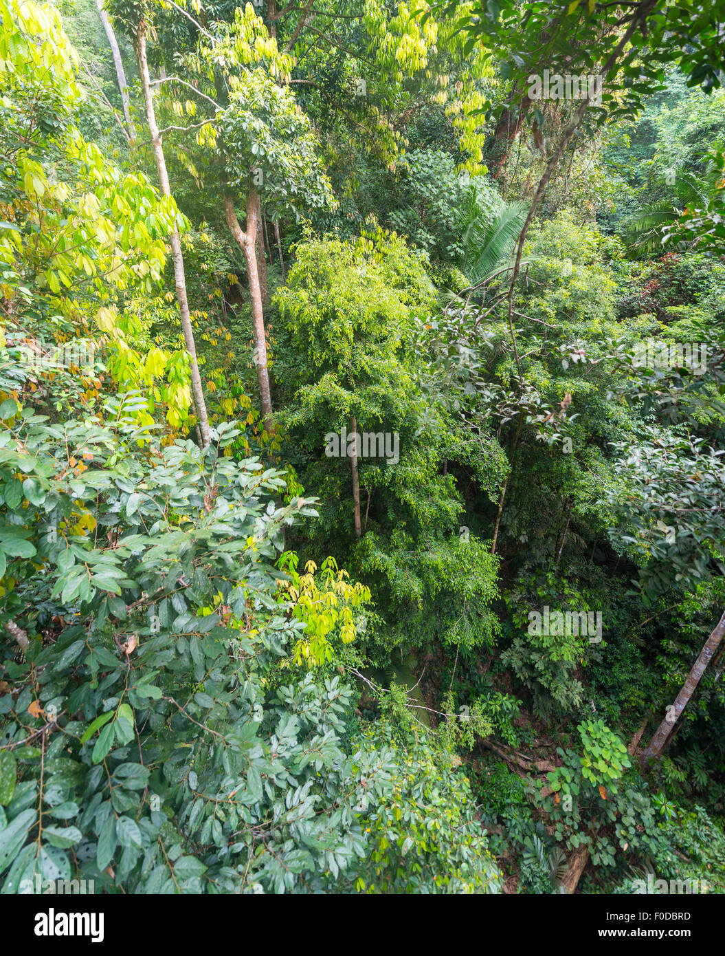Treetops, jungle, Kuala Tahan, Taman Negara National Park, Malaysia ...