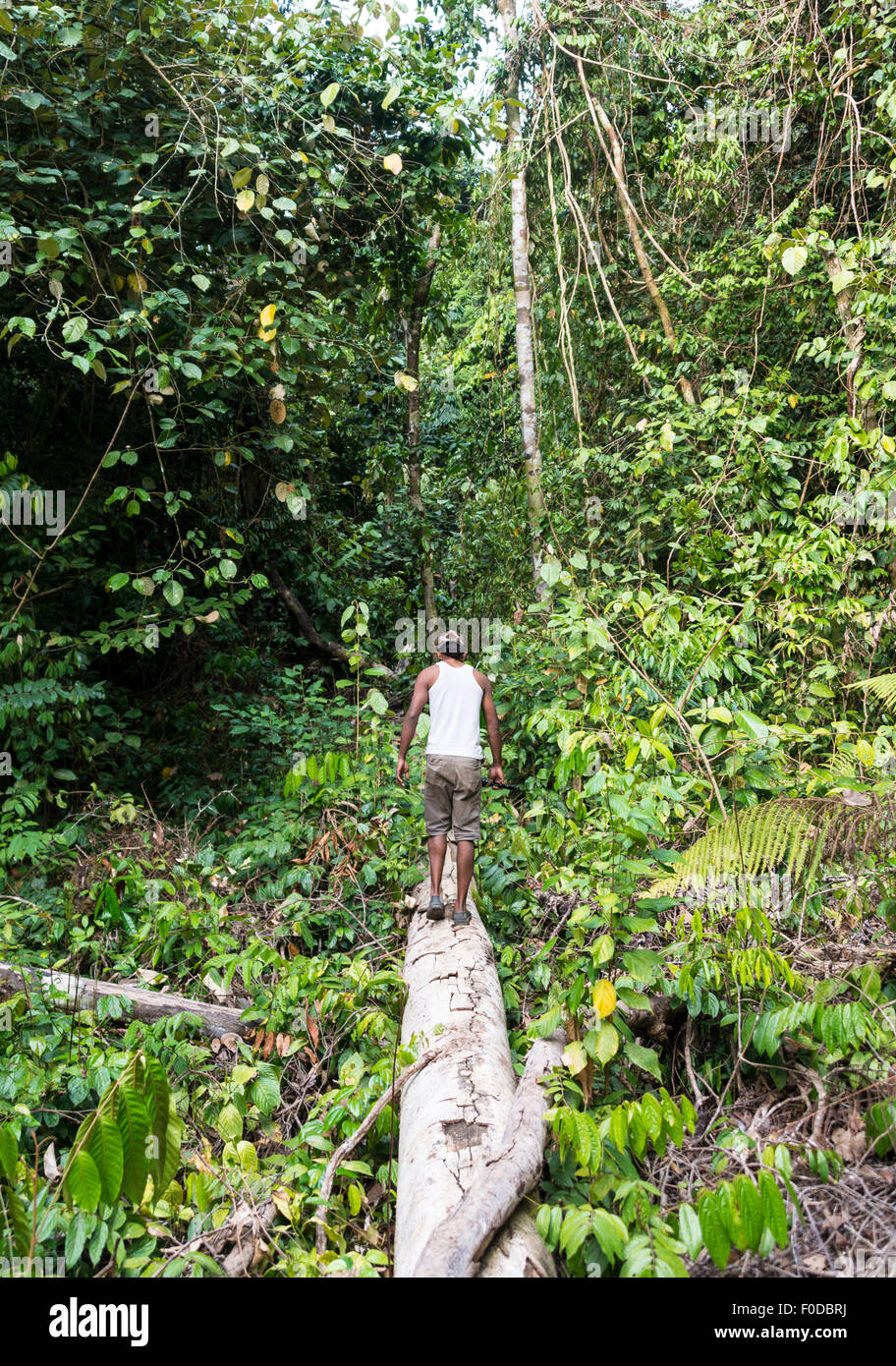 Hikers, man walking on a tree trunk in the jungle, Kuala Tahan, Taman ...