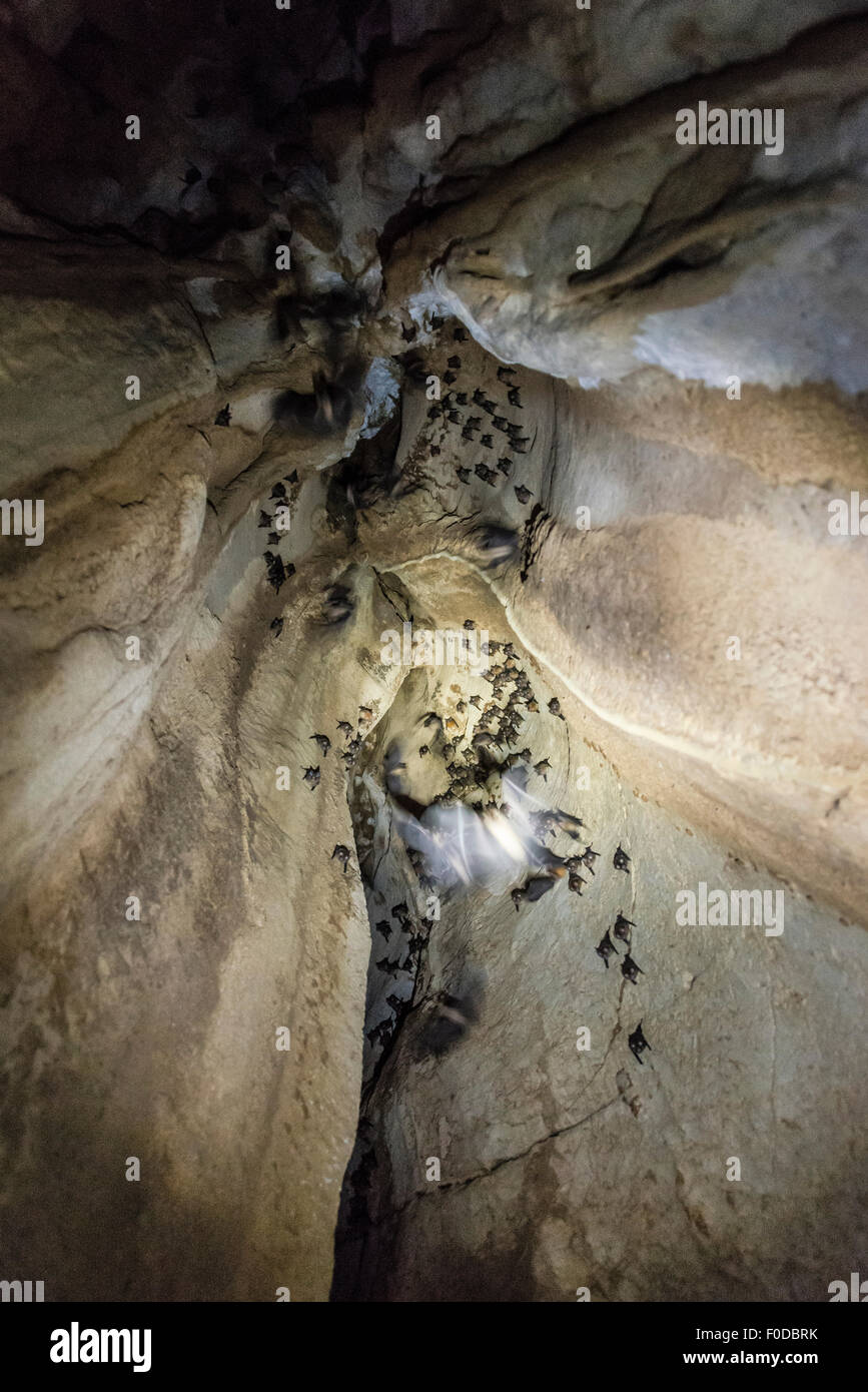 Bats (Microchiroptera) in a cave, Taman Negara, Malaysia Stock Photo ...