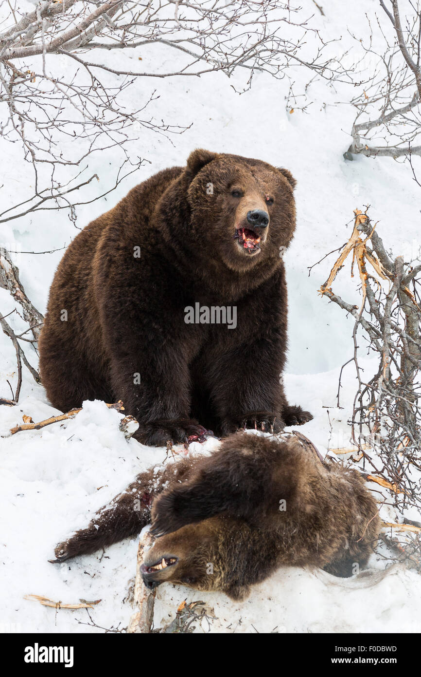 Grizzly Bears Eating People